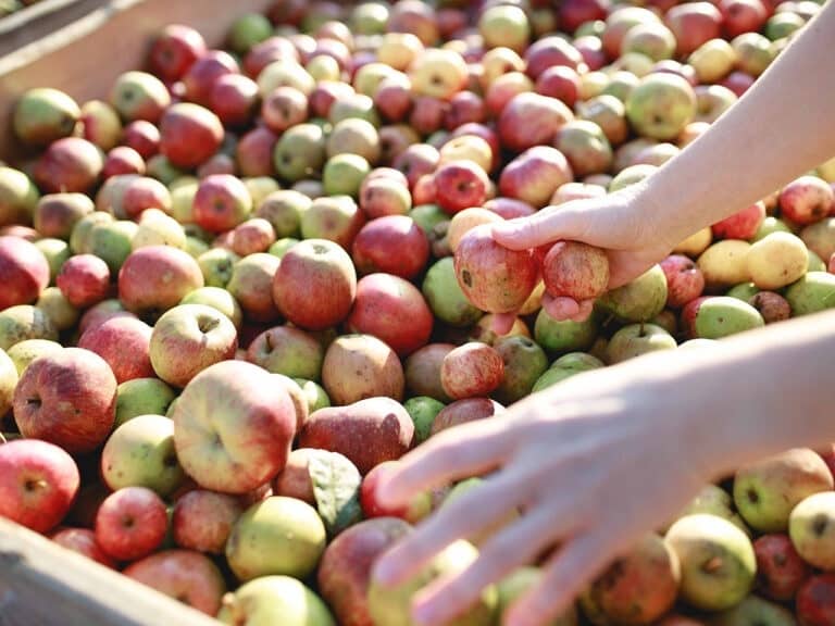 Essig machen - vom Pankrazhofer